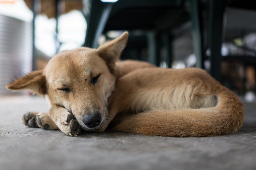 General Information – Balibo Trails